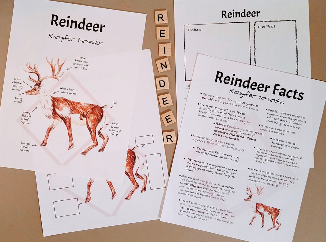 Unit Study Reindeer Anatomy and Facts - Lesson Plans, Homeschool ...