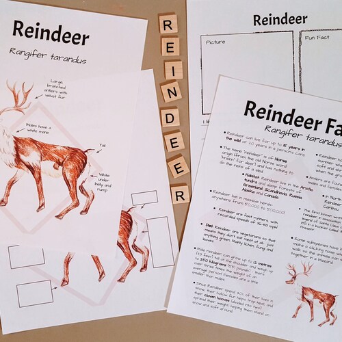 Unit Study Reindeer Anatomy and Facts Lesson Plans - Etsy