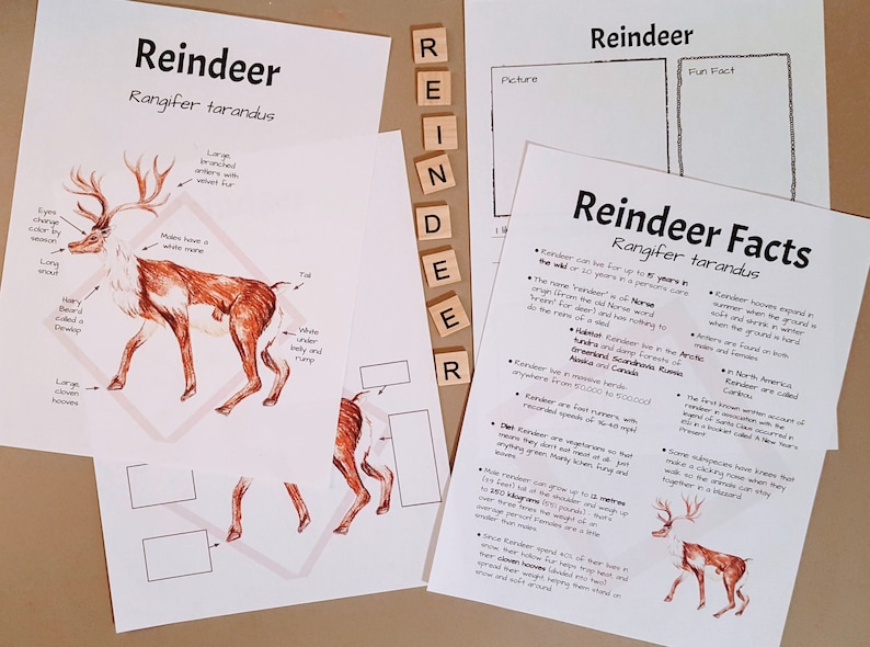 Unit Study Reindeer Anatomy and Facts - Lesson Plans, Homeschool ...