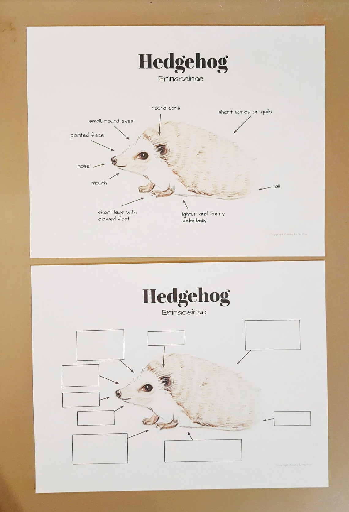 Unit Study Hedgehog Anatomy and Facts - Lesson Plans, Homeschool ...