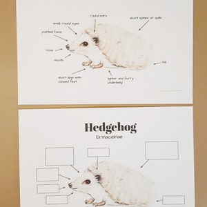 Unit Study Hedgehog Anatomy and Facts - Lesson Plans, Homeschool ...