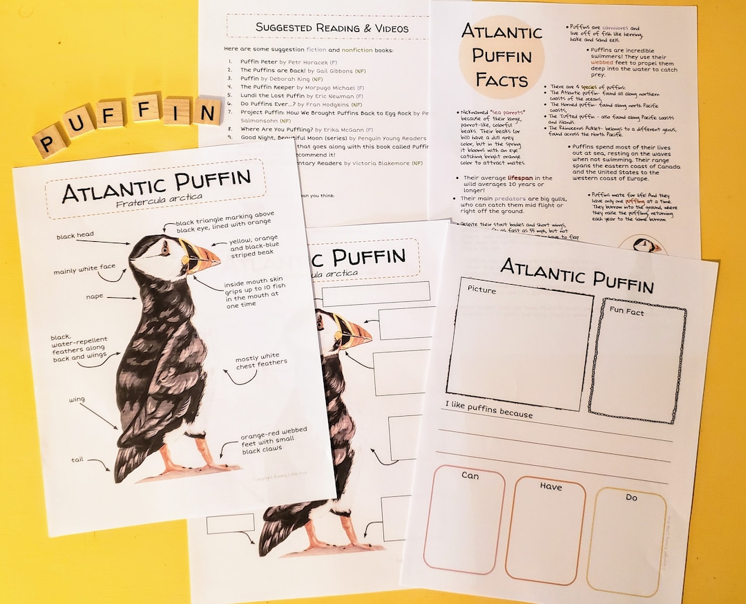 Unit Study on the Atlantic Puffin | Anatomy and Fun Facts: Grades 1-5 ...