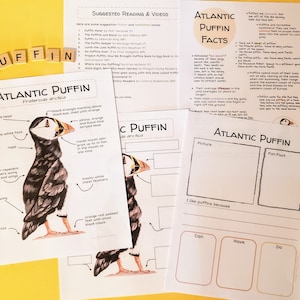 Unit Study on the Atlantic Puffin Anatomy and Fun Facts: Grades 1-5 ...