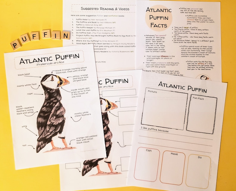 Unit Study on the Atlantic Puffin Anatomy and Fun Facts: - Etsy Ireland