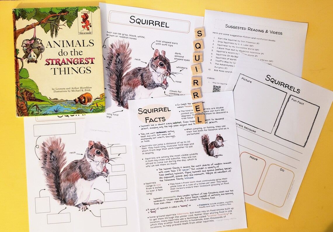 Squirrel Unit Study for Homeschoolers and Co-ops - Nonfiction and ...