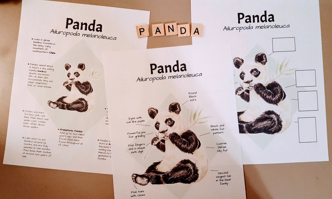 Panda Bear Anatomy Homeschool Printable | K-5 Science Worksheet ...