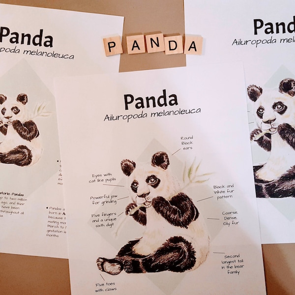 Giant Panda Bear - Etsy