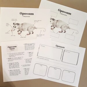 Unit Study Opossum Anatomy and Facts Lesson Plans, Homeschool ...
