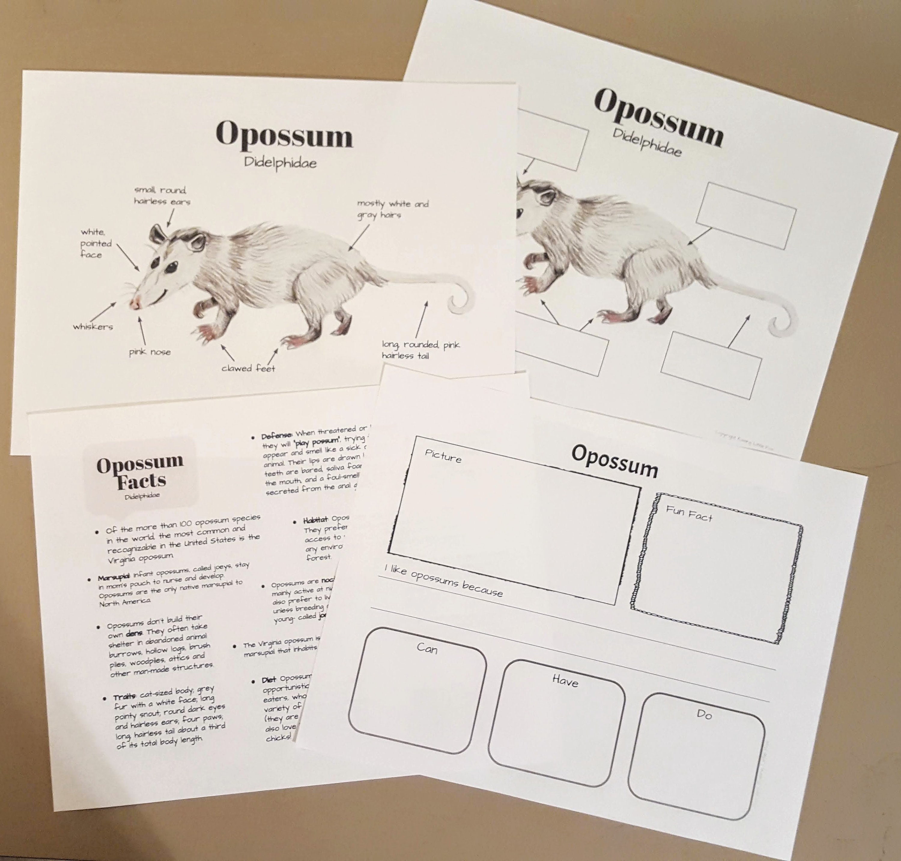 Unit Study Opossum Anatomy and Facts - Lesson Plans, Homeschool ...