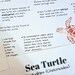 Sea Turtle Lesson Plan for Co-op, Homeschool or Classroom Study - Unit ...