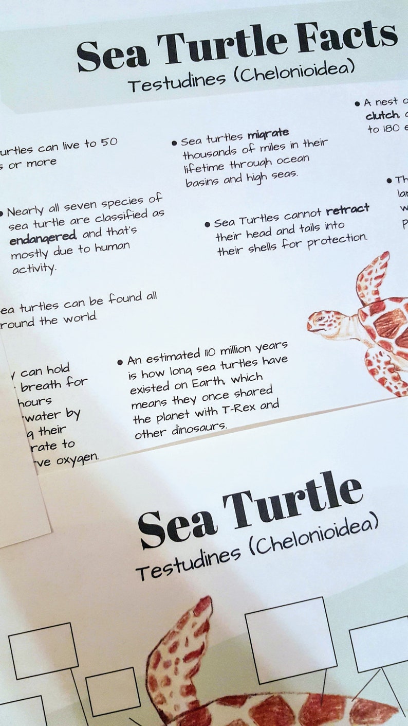 Sea Turtle Lesson Plan for Co-op, Homeschool or Classroom Study - Unit ...