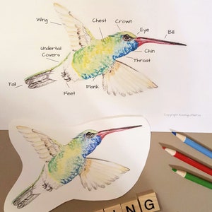 Hummingbird Study Lesson Plan Anatomy Chart, Labels, & Worksheet for ...