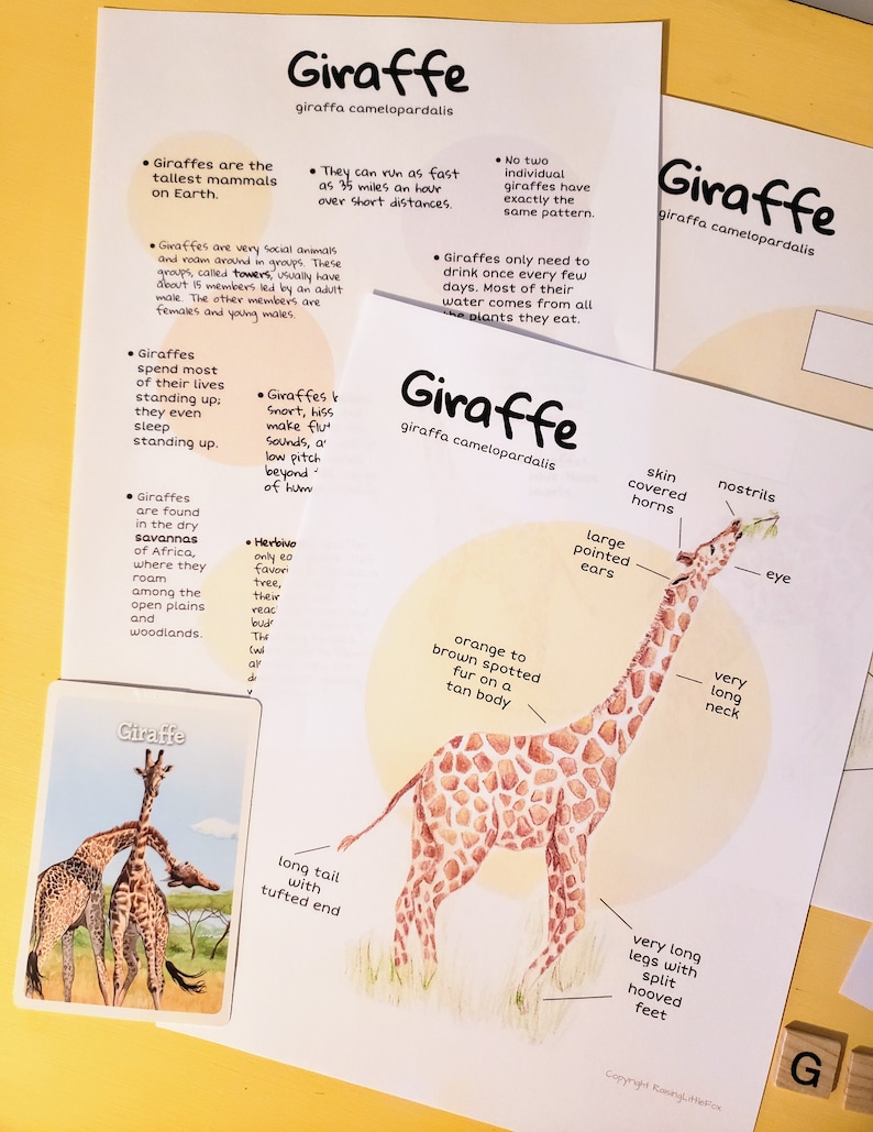 Giraffe Science Unit Study for Homeschool | Anatomy, Fun Facts, Books ...