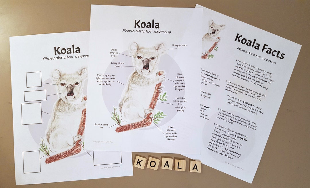 Unit Study Koala Anatomy and Facts - Lesson Plans, Homeschool ...