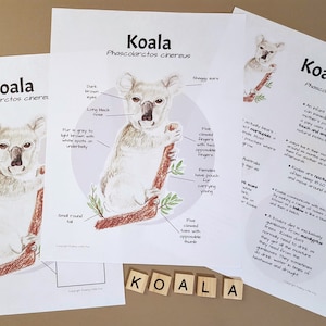 Unit Study Koala Anatomy and Facts - Lesson Plans, Homeschool ...