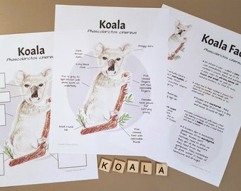Unit Study Koala Anatomy and Facts Lesson Plans Homeschool - Etsy