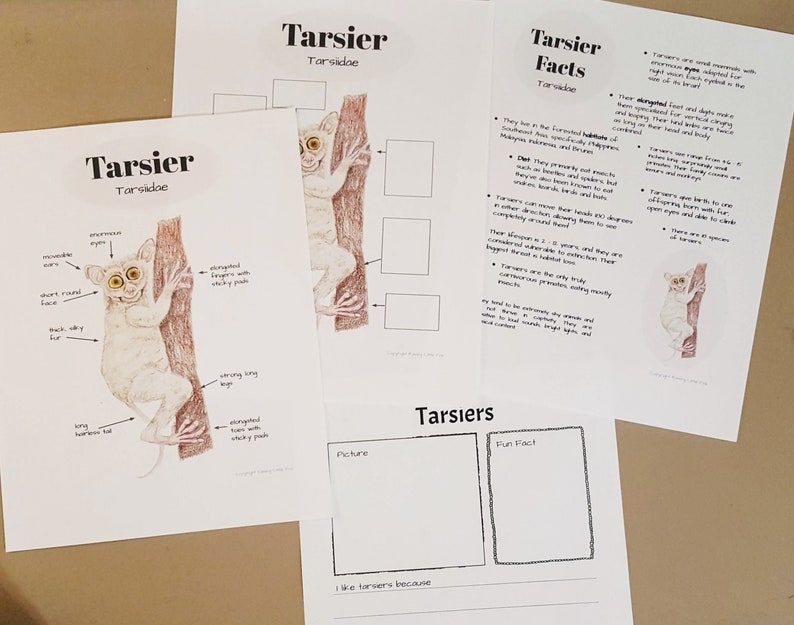 Tarsier Science Unit Study Anatomy and Facts - Lesson Plans, Homeschool ...