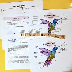 Hummingbird Study Lesson Plan | Anatomy Chart, Labels, & Worksheet for ...