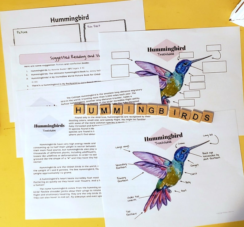 Hummingbird Study Lesson Plan Anatomy Chart, Labels, & Worksheet for ...