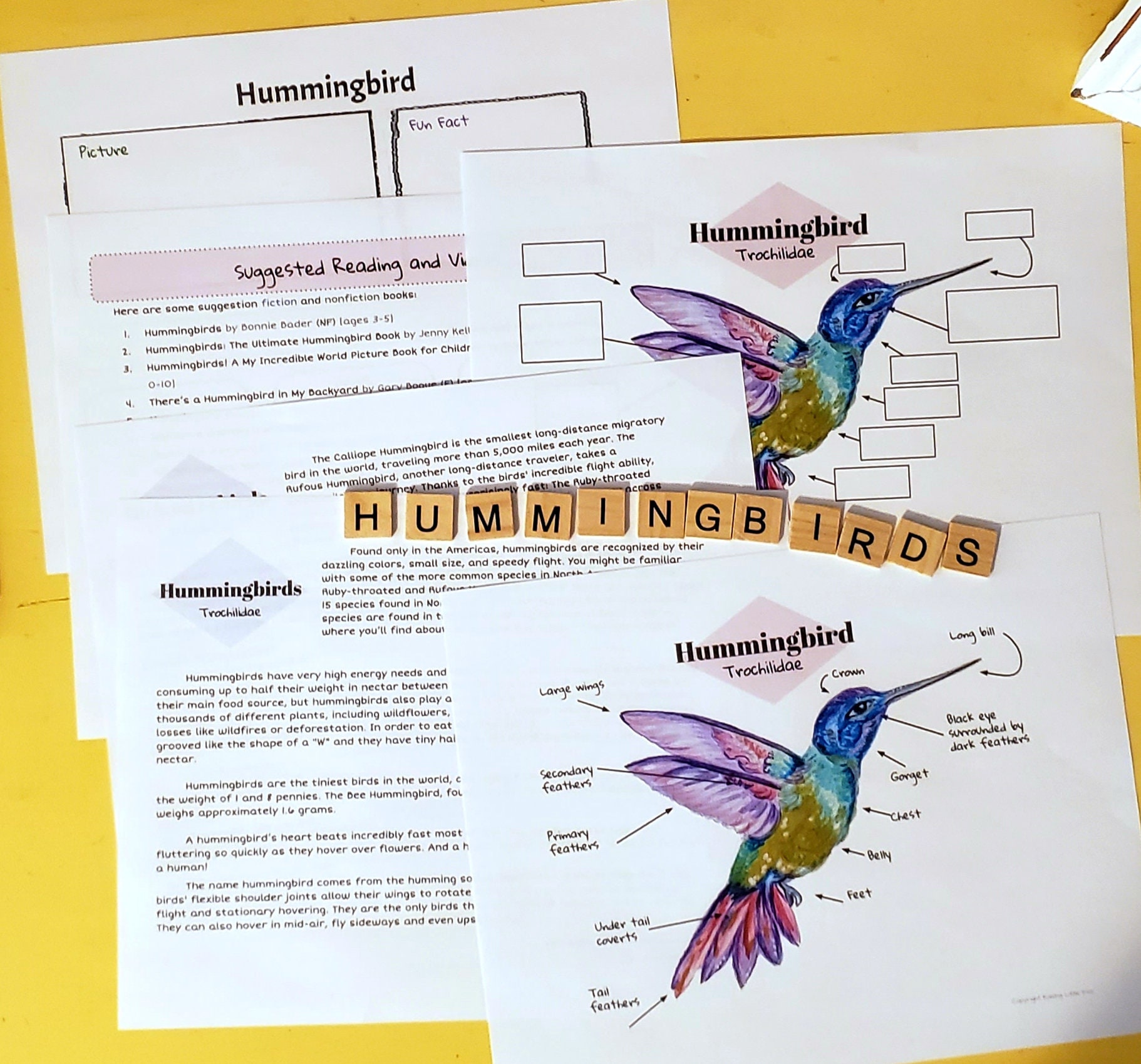 Hummingbird Study Lesson Plan Anatomy Chart, Labels, & Worksheet for ...