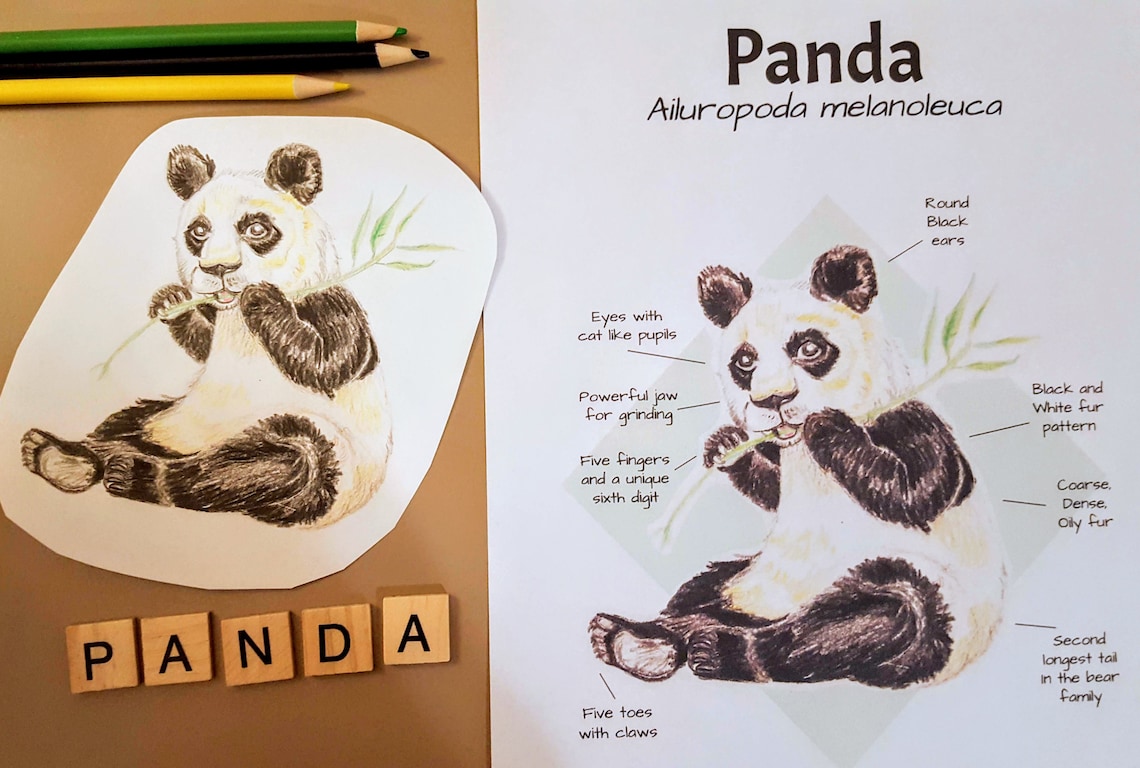 Giant Panda Bear Study for Co-op or Homeschool | Label Anatomy, Facts ...