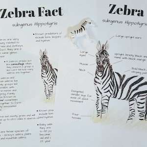 Unit Study Zebra Anatomy and Facts - Lesson Plans, Homeschool ...