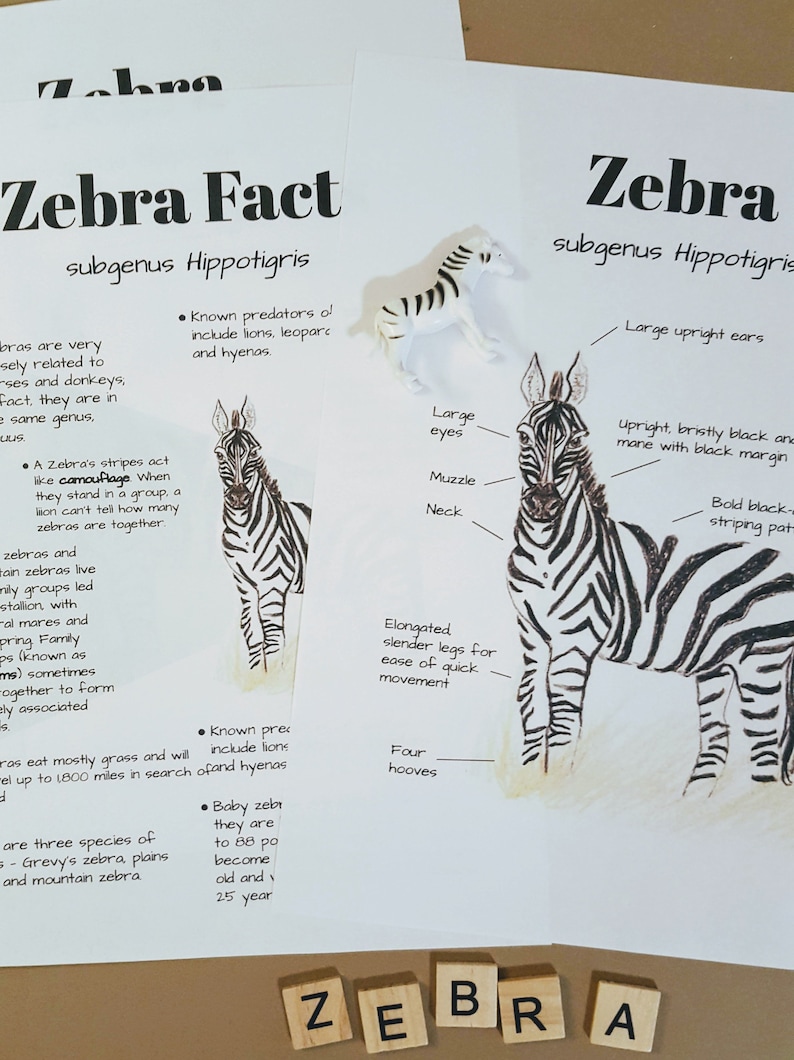 Unit Study Zebra Anatomy and Facts - Lesson Plans, Homeschool ...