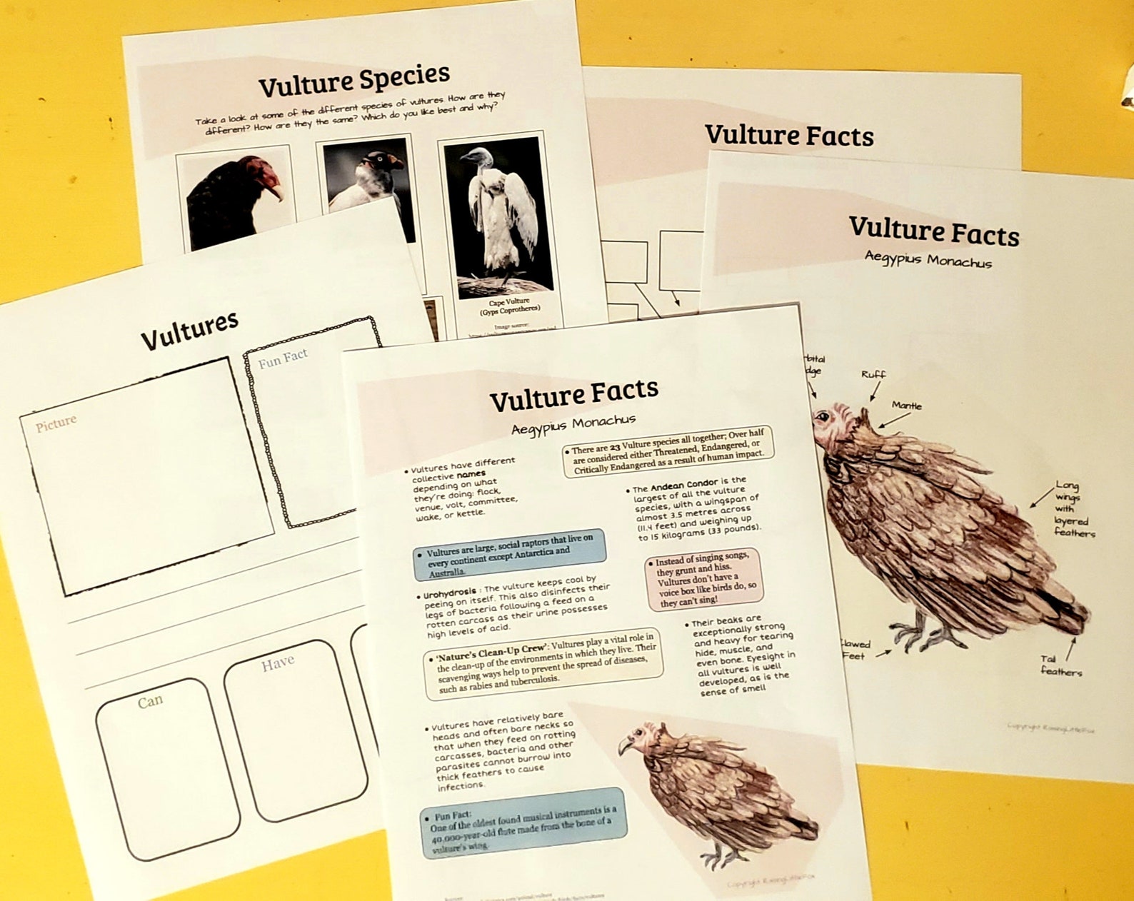 Unit Study Vulture Anatomy and Facts - Lesson Plans, Homeschool ...