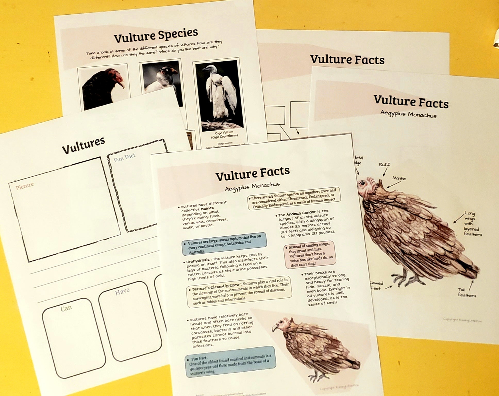 Unit Study Vulture Anatomy and Facts Lesson Plans, Homeschool ...