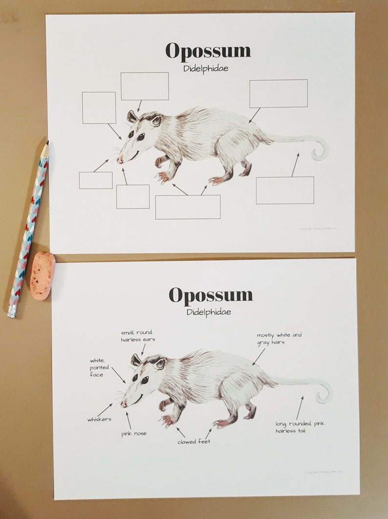 Unit Study Opossum Anatomy and Facts - Lesson Plans, Homeschool ...