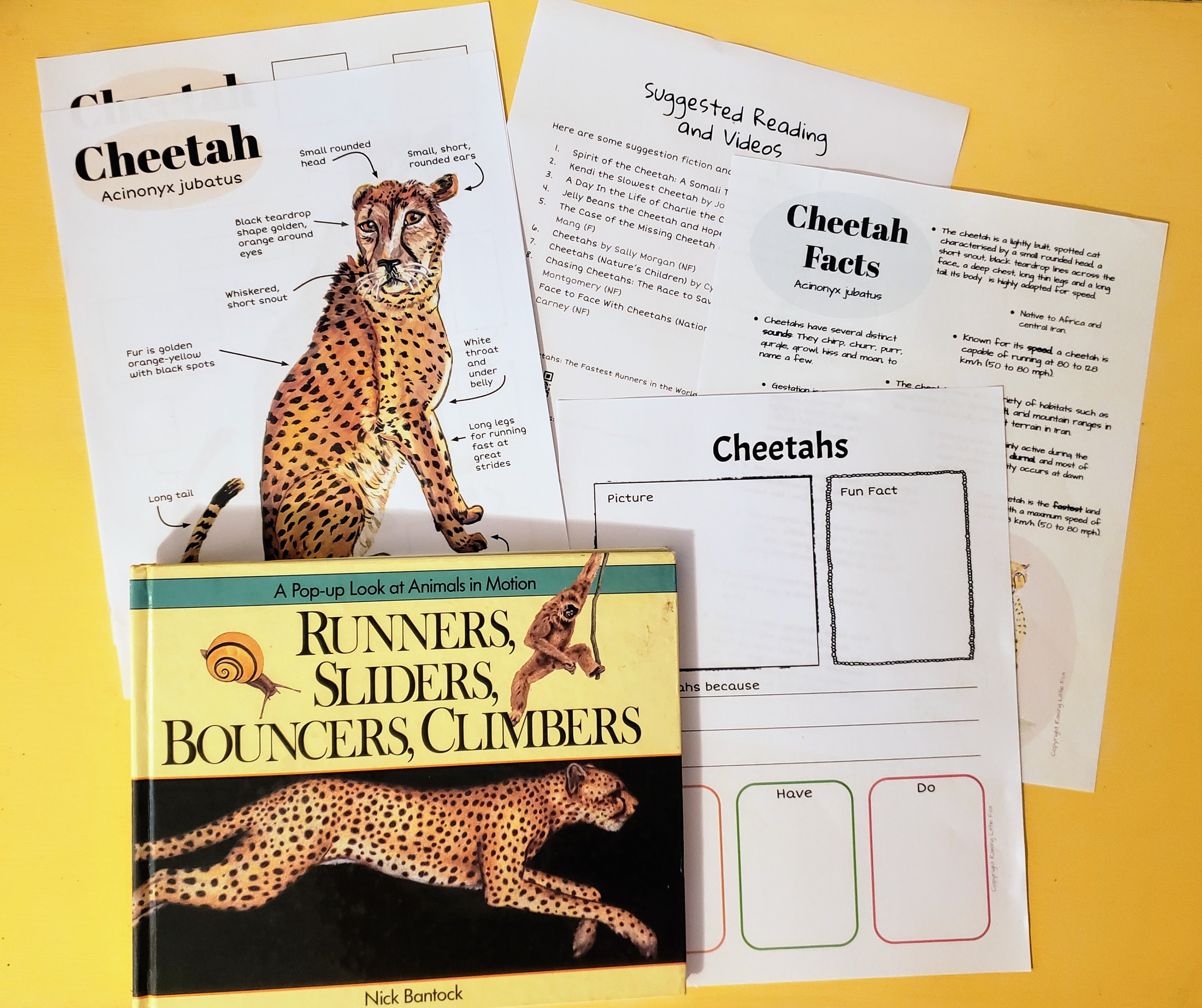 Unit Study Cheetah Anatomy & Fun Facts Science and Nature Unit Study ...