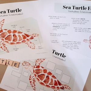 Sea Turtle Lesson Plan for Co-op, Homeschool or Classroom Study - Unit ...