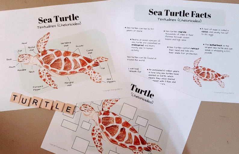 Sea Turtle Lesson Plan for Co-op, Homeschool or Classroom Study - Unit ...