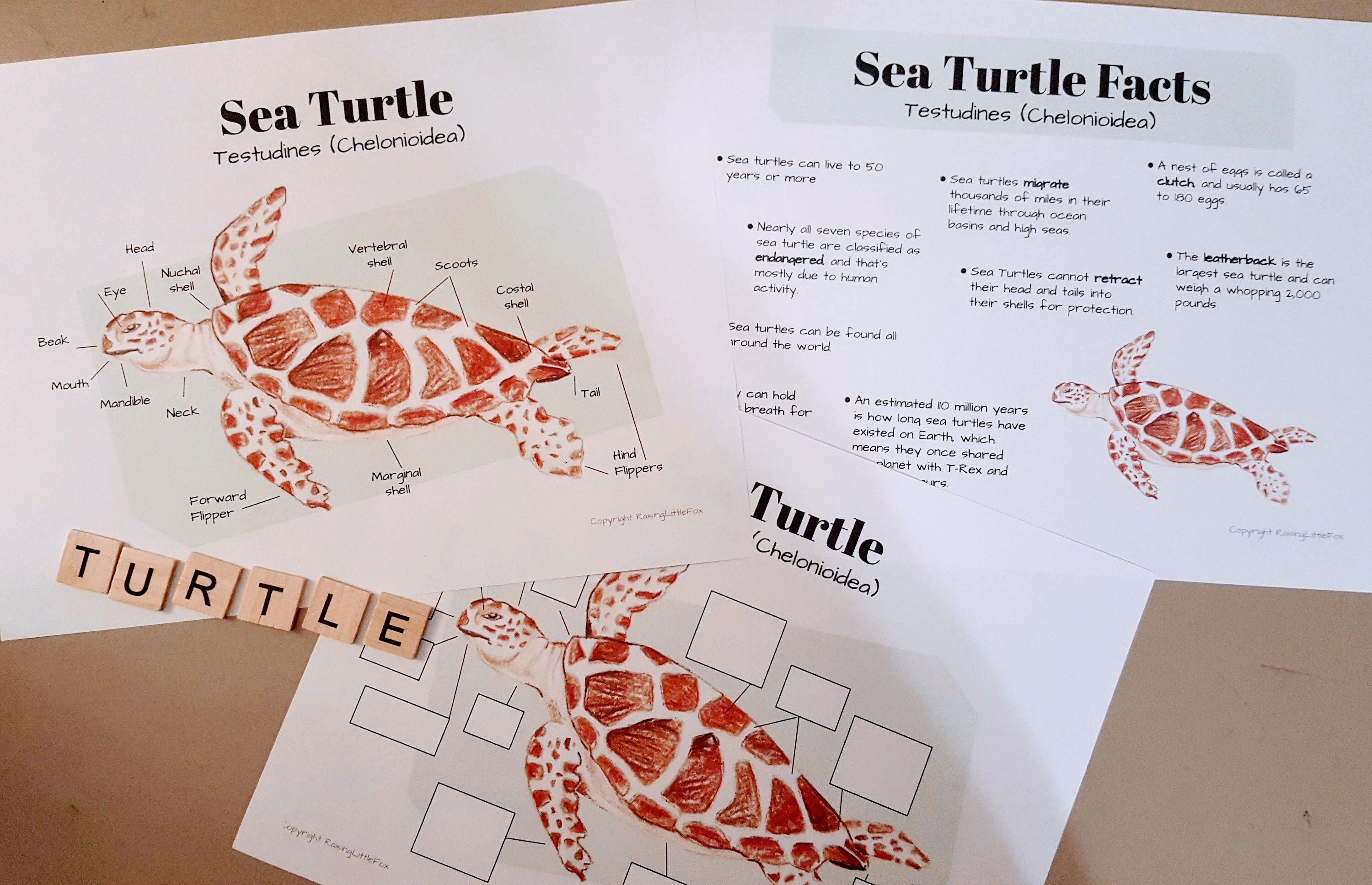 Sea Turtle Lesson Plan for Co-op, Homeschool or Classroom Study - Unit ...