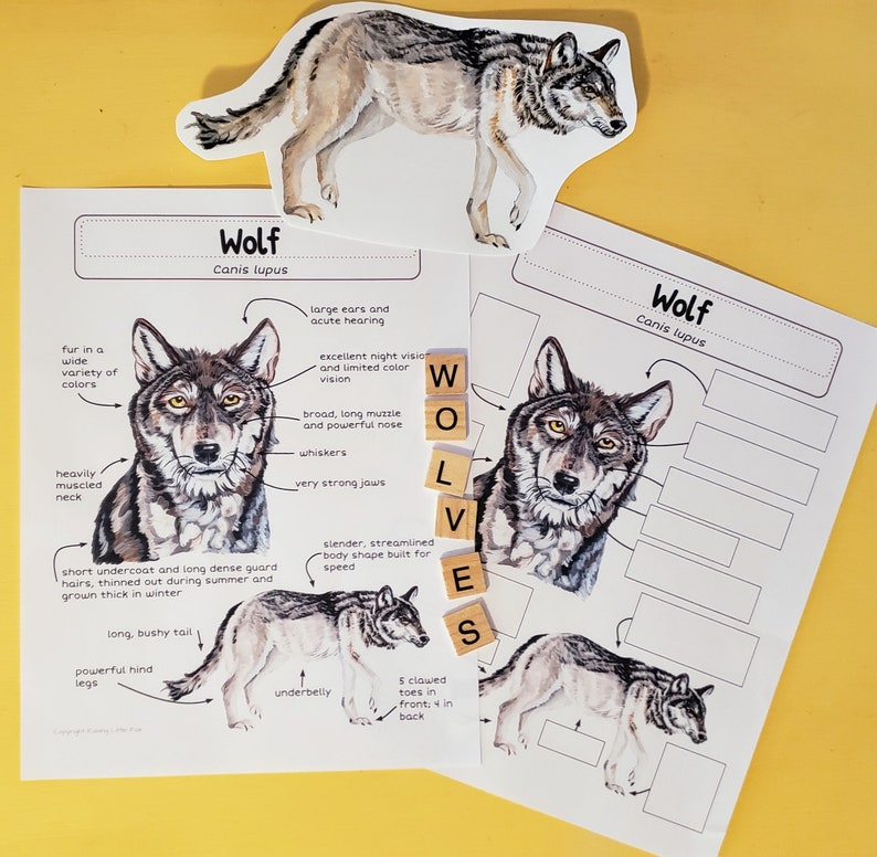 Unit Study on Wolf Anatomy and Fun Facts | Grades 1-5 | Science Nature ...