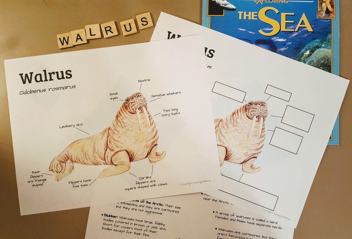 Walrus Anatomy and Facts Lesson Plans Homeschool | Etsy