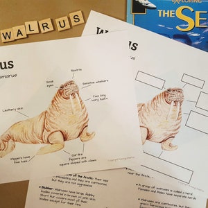 Unit Study Walrus Anatomy and Facts - Lesson Plans, Homeschool ...