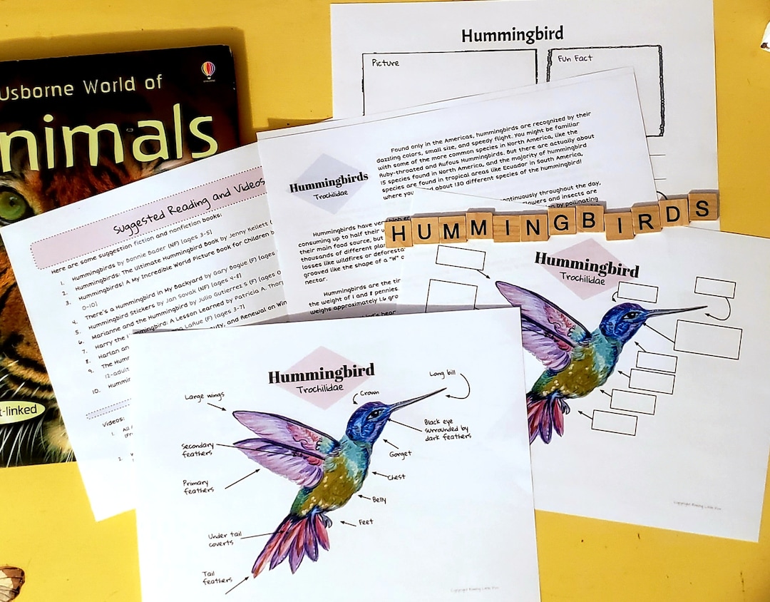 Hummingbird Study Lesson Plan | Anatomy Chart, Labels, & Worksheet for ...