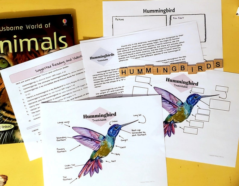 Hummingbird Study Lesson Plan | Anatomy Chart, Labels, & Worksheet for ...