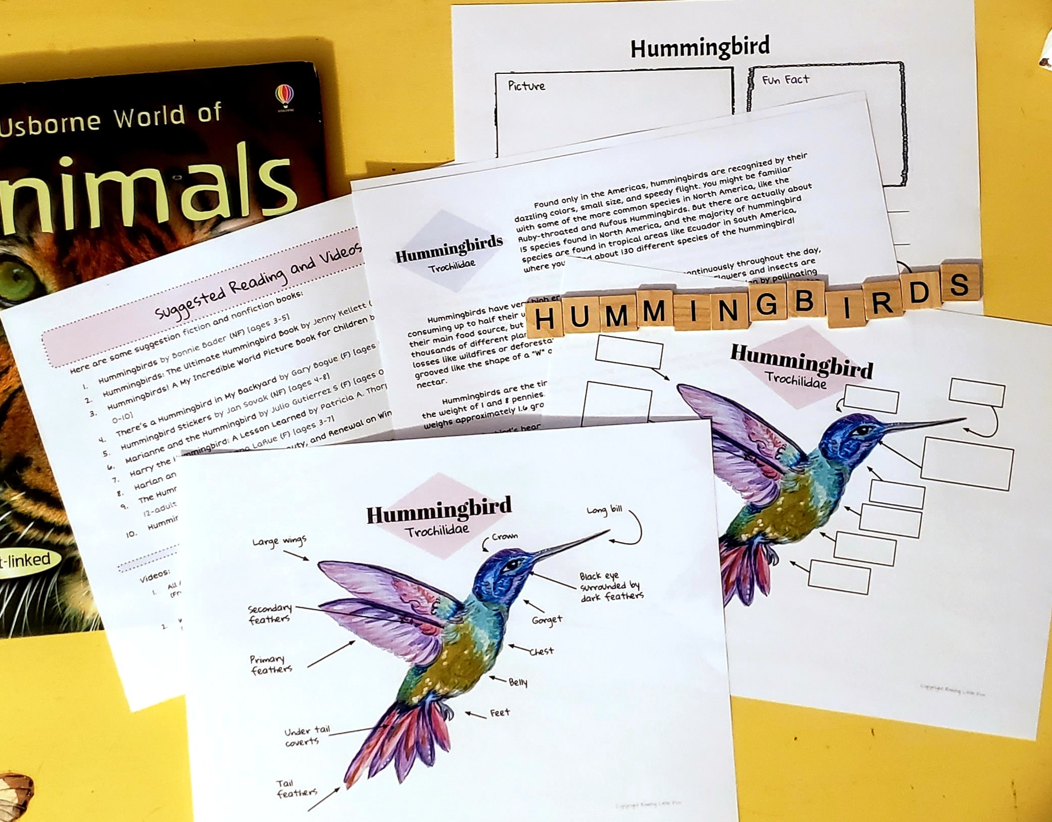 Hummingbird Study Lesson Plan | Anatomy Chart, Labels, & Worksheet for ...