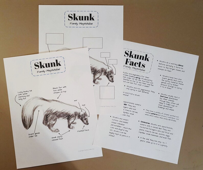 Unit Study Skunk Anatomy and Facts - Lesson Plans, Homeschool ...