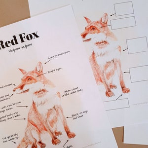 Red Fox Science Unit Study Anatomy and Facts - Lesson Plans, Homeschool ...