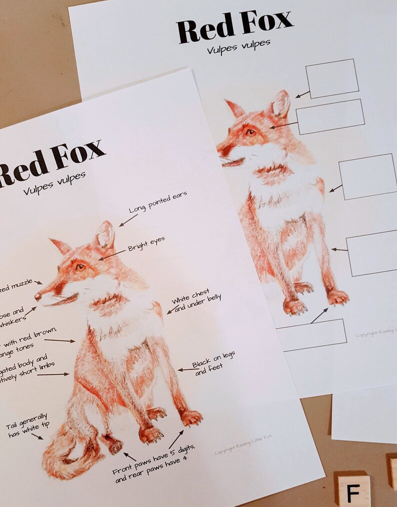 Red Fox Science Unit Study Anatomy and Facts - Lesson Plans, Homeschool ...