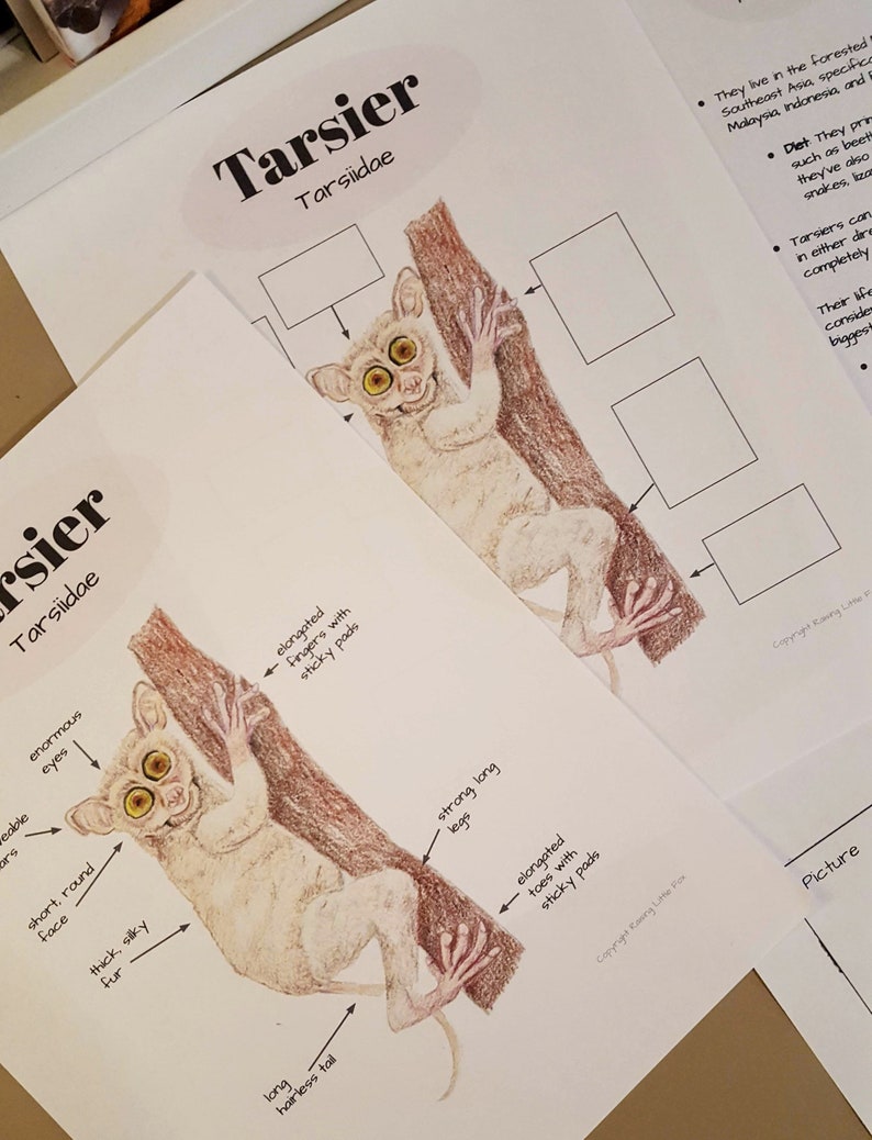 Tarsier Science Unit Study Anatomy and Facts - Lesson Plans, Homeschool ...