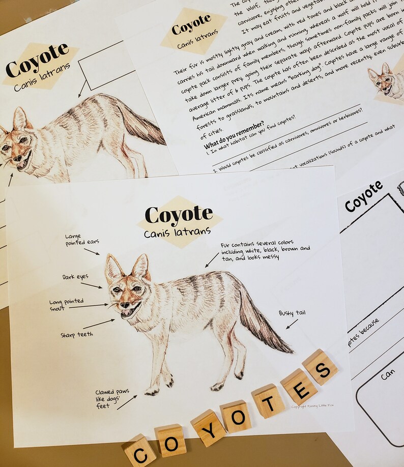 Coyote: Science Unit Study Anatomy and Facts - Lesson Plans, Homeschool ...