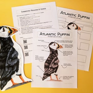 Unit Study on the Atlantic Puffin | Anatomy and Fun Facts: Grades 1-5 ...