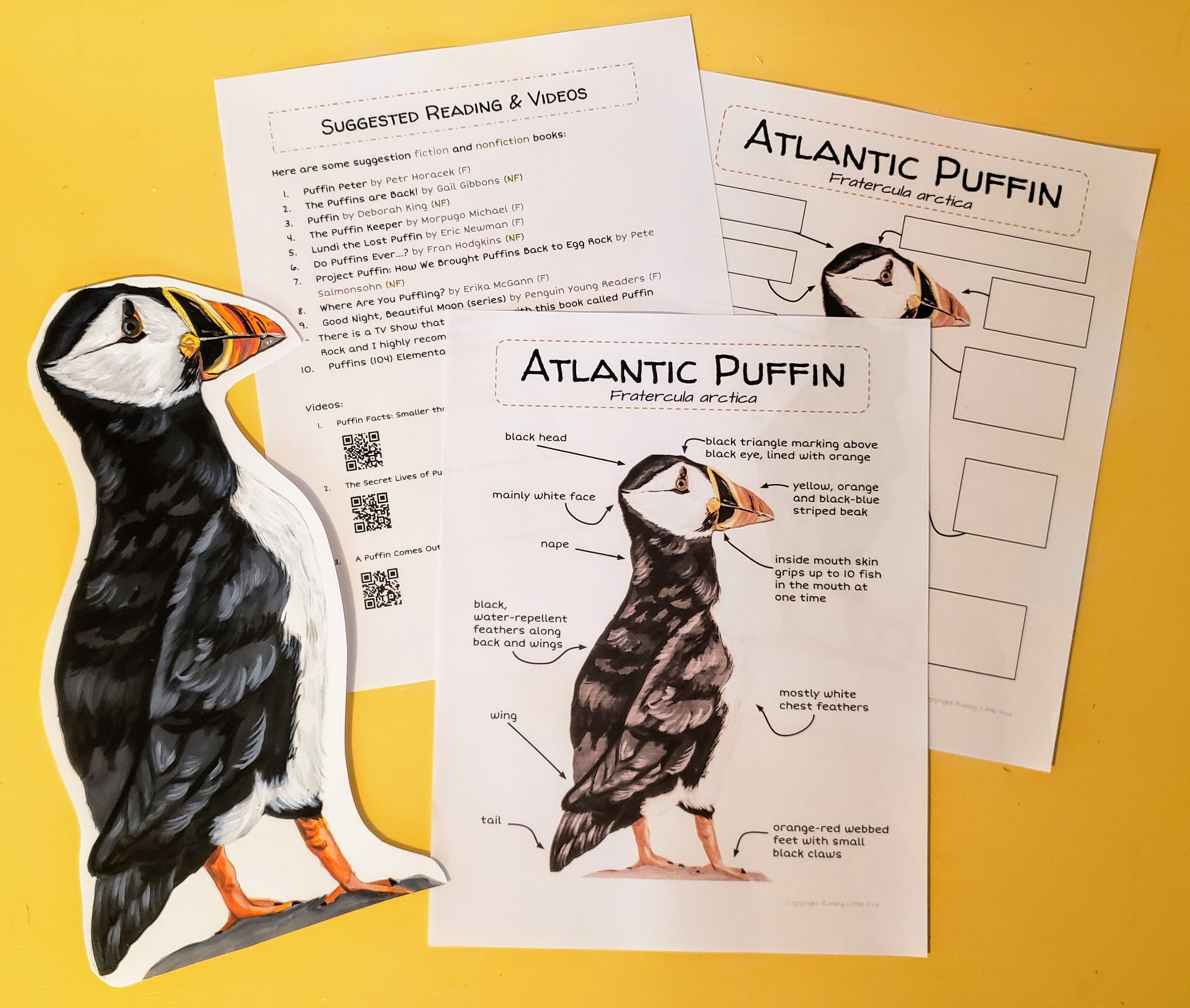Unit Study on the Atlantic Puffin Anatomy and Fun Facts: Grades 1-5 ...