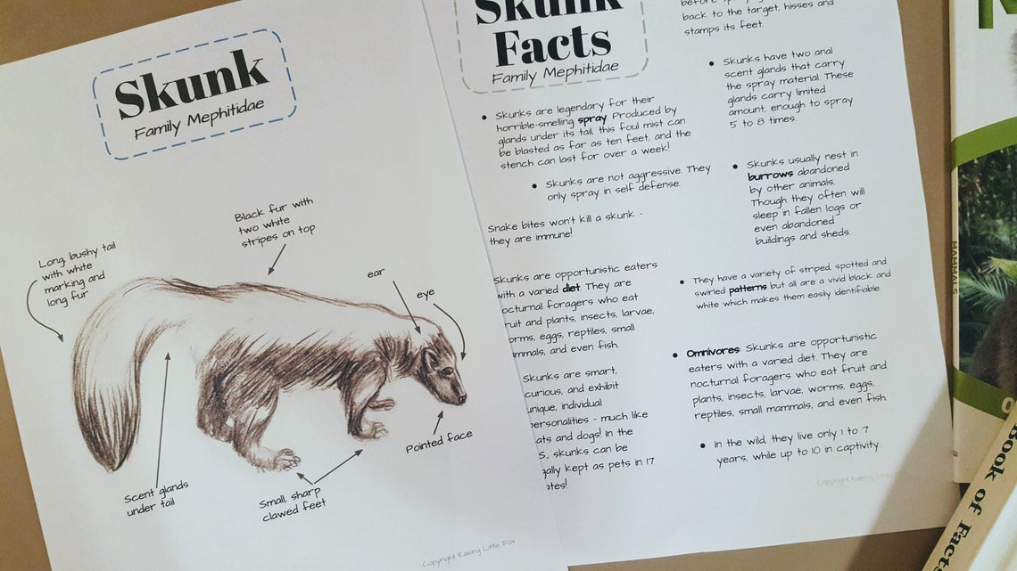 Unit Study Skunk Anatomy and Facts Lesson Plans Homeschool - Etsy