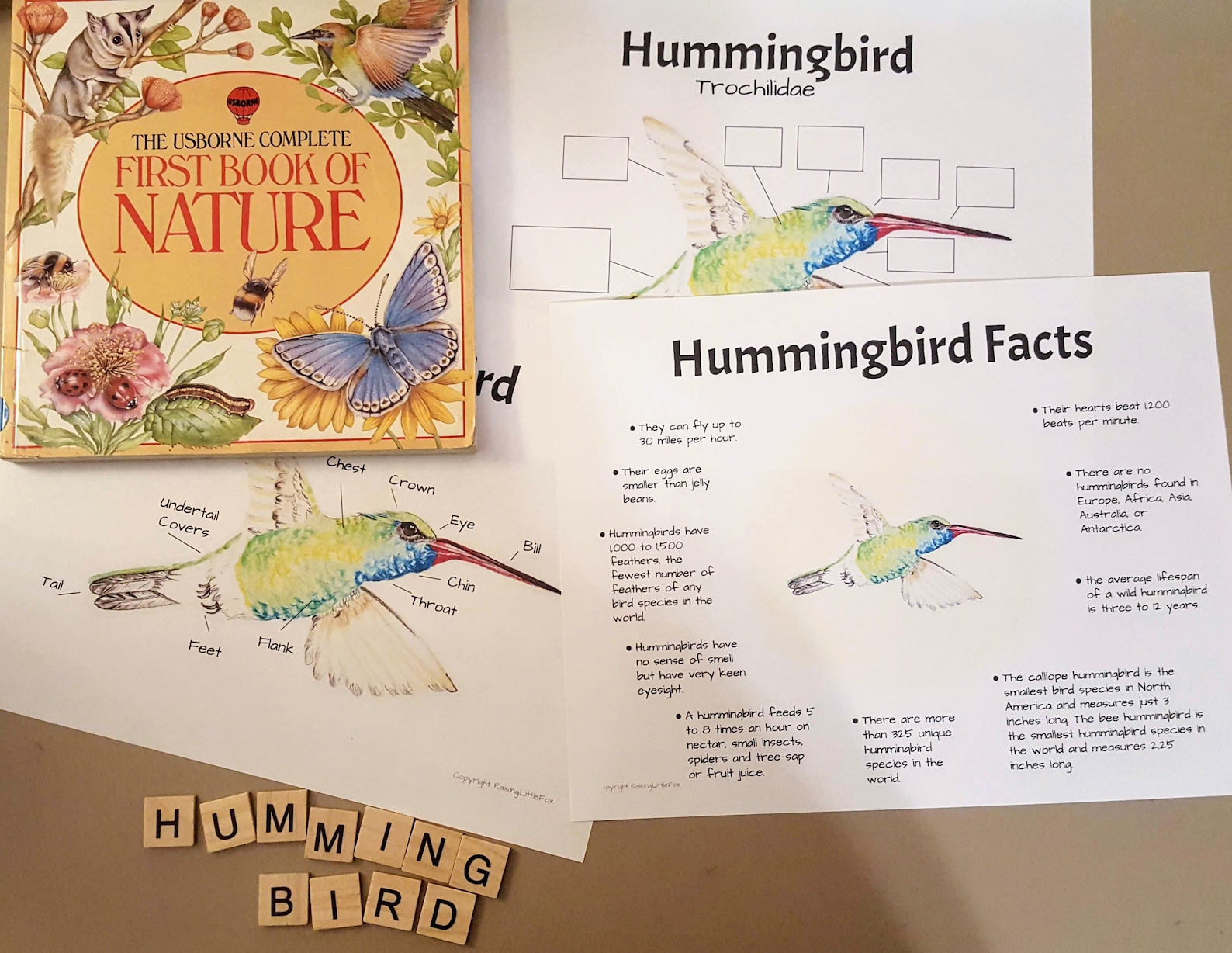 Hummingbird Study Lesson Plan Anatomy Chart Labels & - Etsy