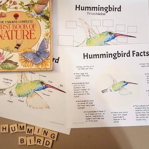 Hummingbird Study Lesson Plan Anatomy Chart, Labels, & Worksheet for ...